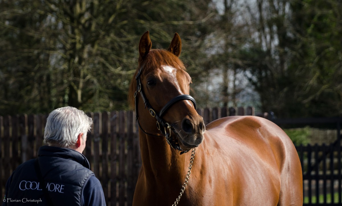 Photo Gallery – Coolmore Stud Ireland | Horseracing – International . COM
