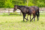 A Day at the Irish National Stud | Horseracing – International . COM